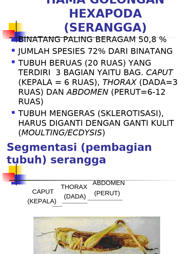 HPT 2. serangga | PDF