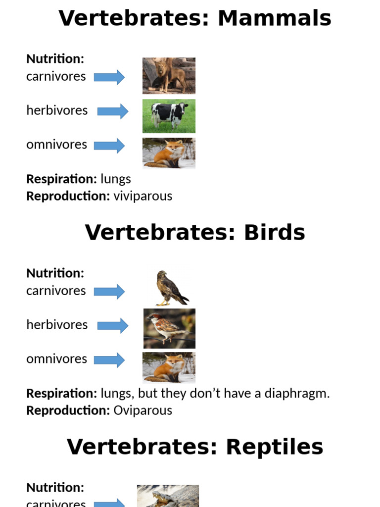 Vertebrates (Mammals, Birds and Reptiles) | PDF
