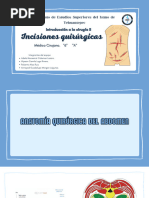 Anatomía de la Región Inguinal | PDF | Anatomía | Morfología (biología)