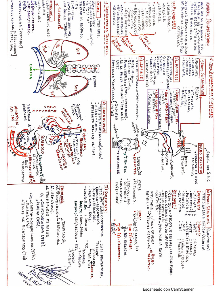 Anatomía Melendez | PDF