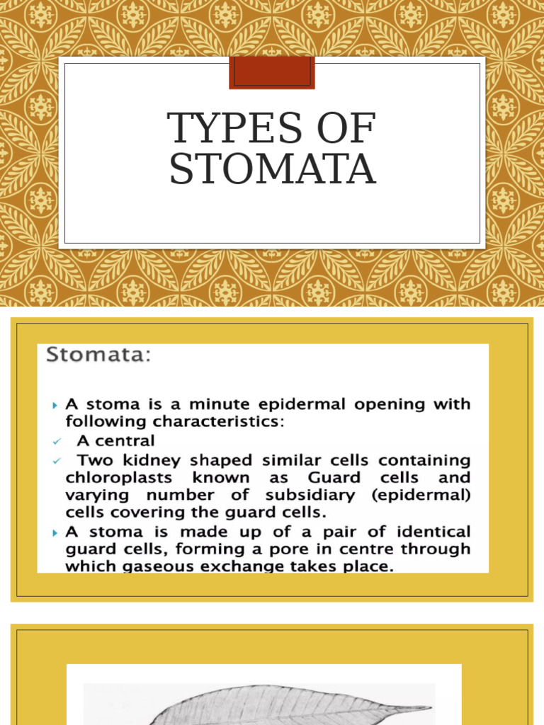 Types of Stomata | PDF