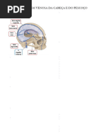 Anatomia do Sistema Venoso Ázigo | PDF | Veia | Coluna vertebral