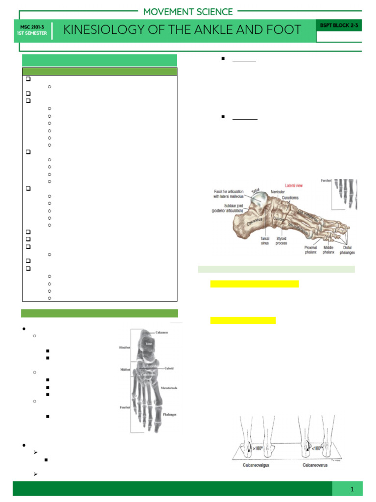 MS (Week 15) Kinesiology of The Ankle and Foot Part 1 | PDF | Foot | Anatomical Terms Of Motion