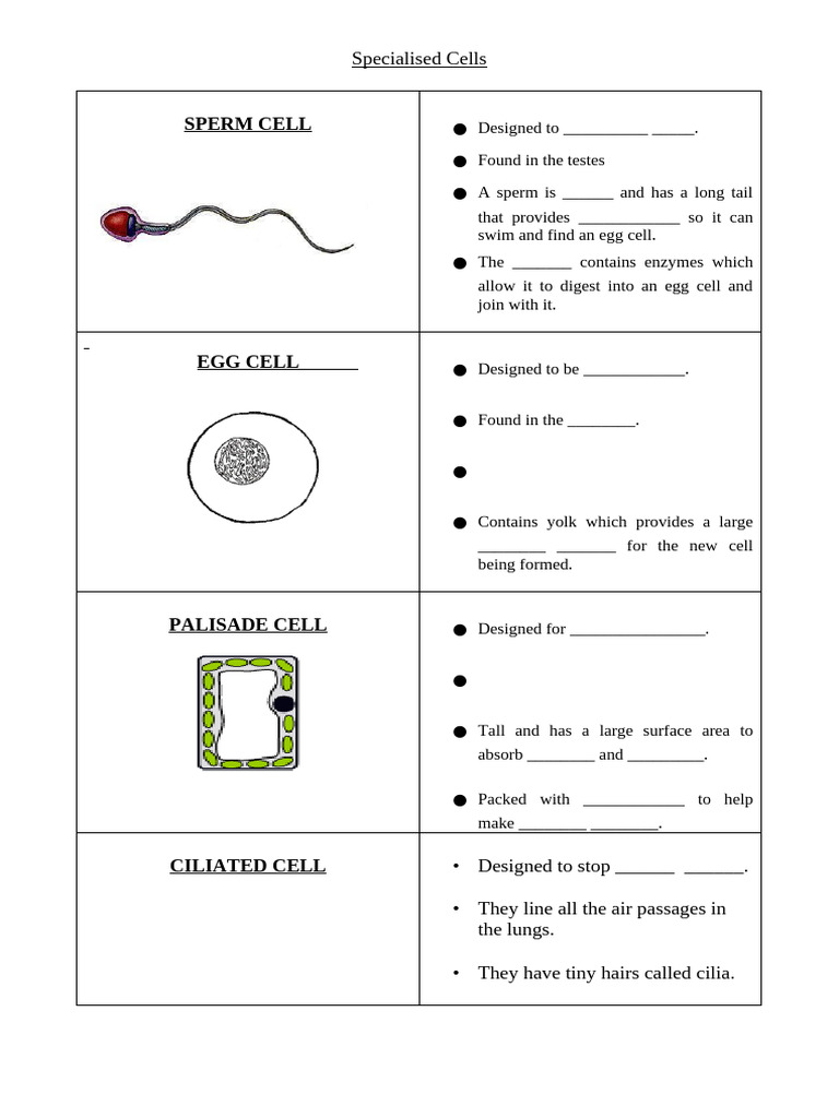 2 Specialised Cells Worksheet | PDF