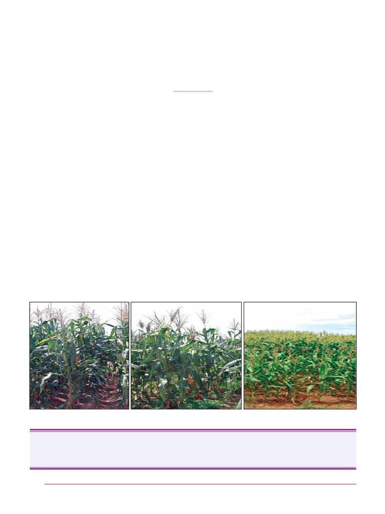 Ojsadmin,+08 Single+Cross+Hybrid | PDF | Sowing | Maize