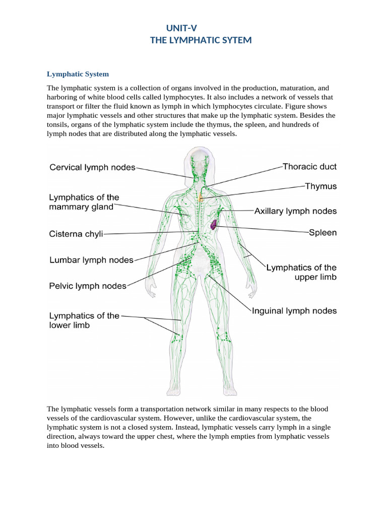 Unit 5 The Lymphatic System | PDF | Lymphatic System | Lymph