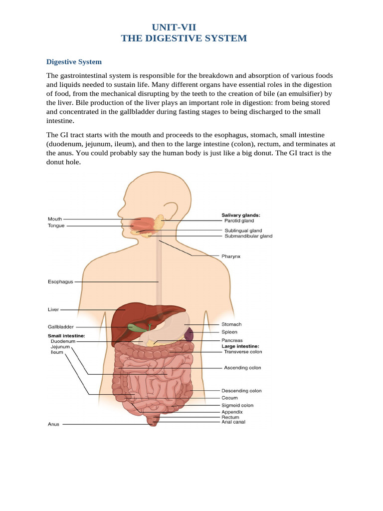 Nutrient Absorption in the Digestive System | PDF | Digestion ...