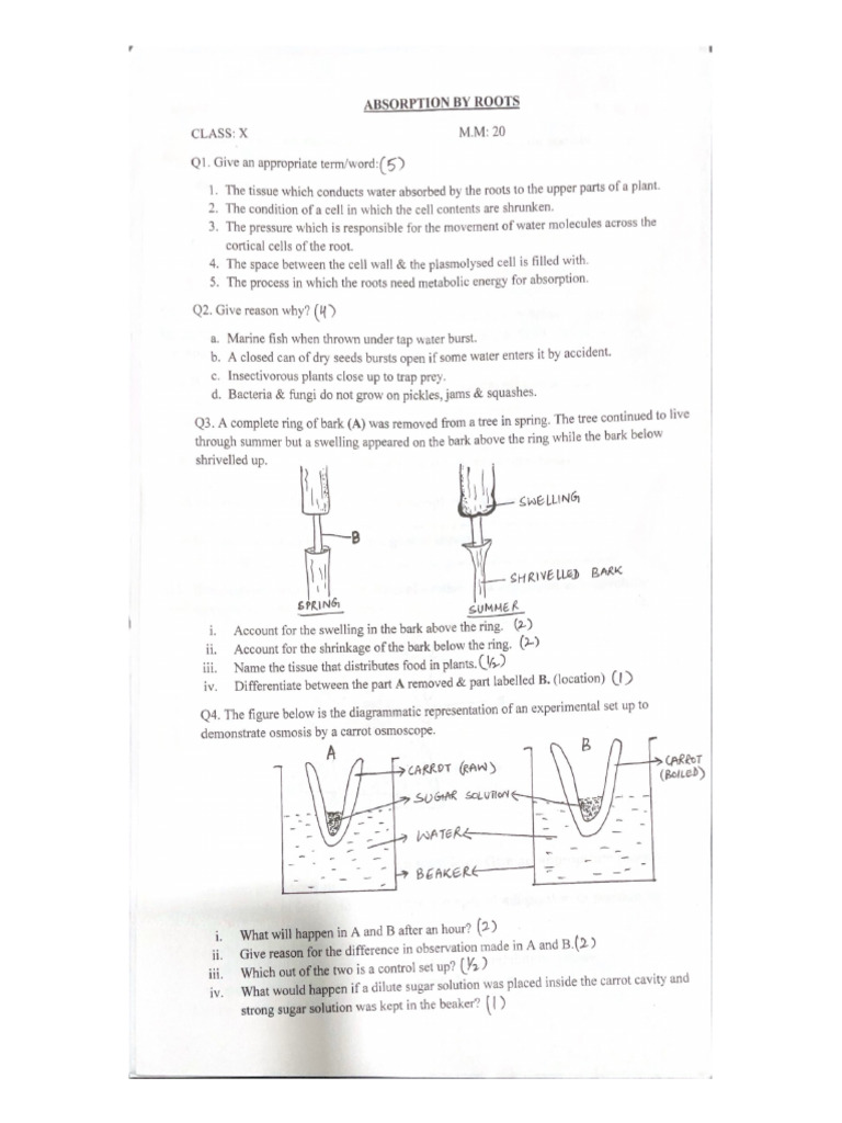 Absorption by Roots | PDF