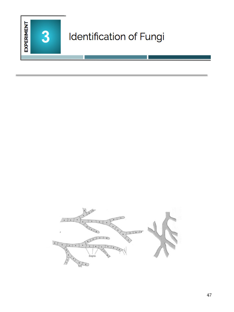 Fungal Identification and Enumeration Lab | PDF | Fungus | Mold