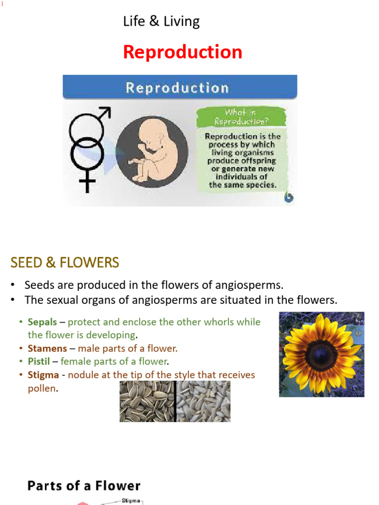 Sexual Reproduction in Angiosperms | PDF | Flowers | Pollination