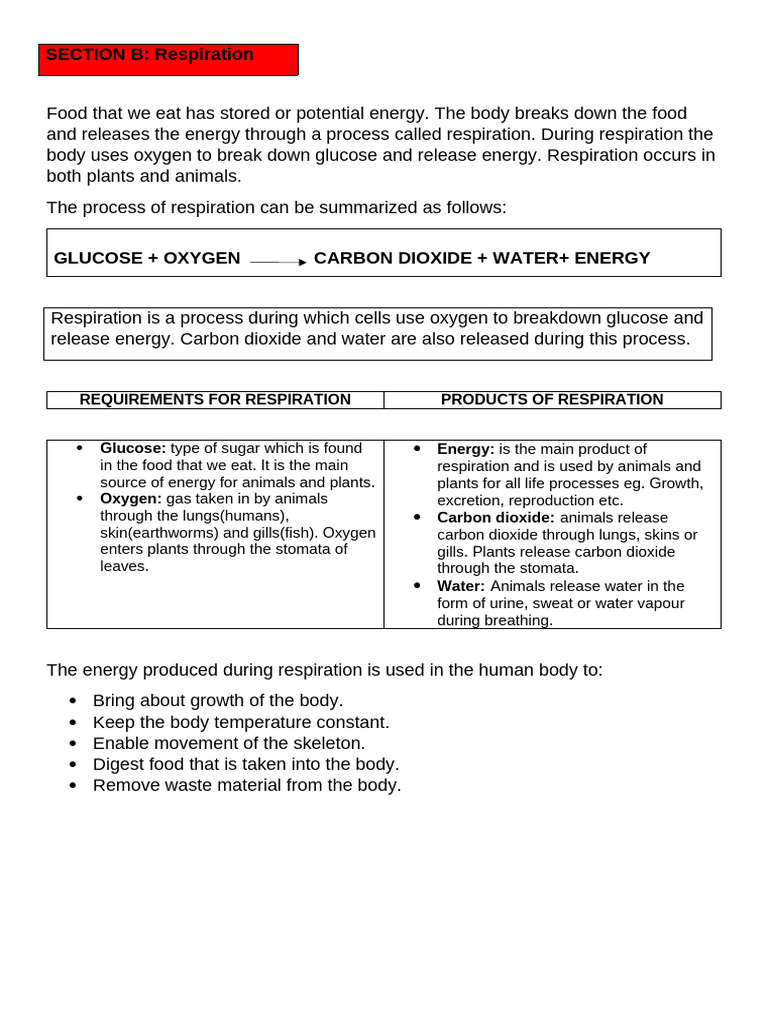 Gr 8 Respiration Notes | PDF