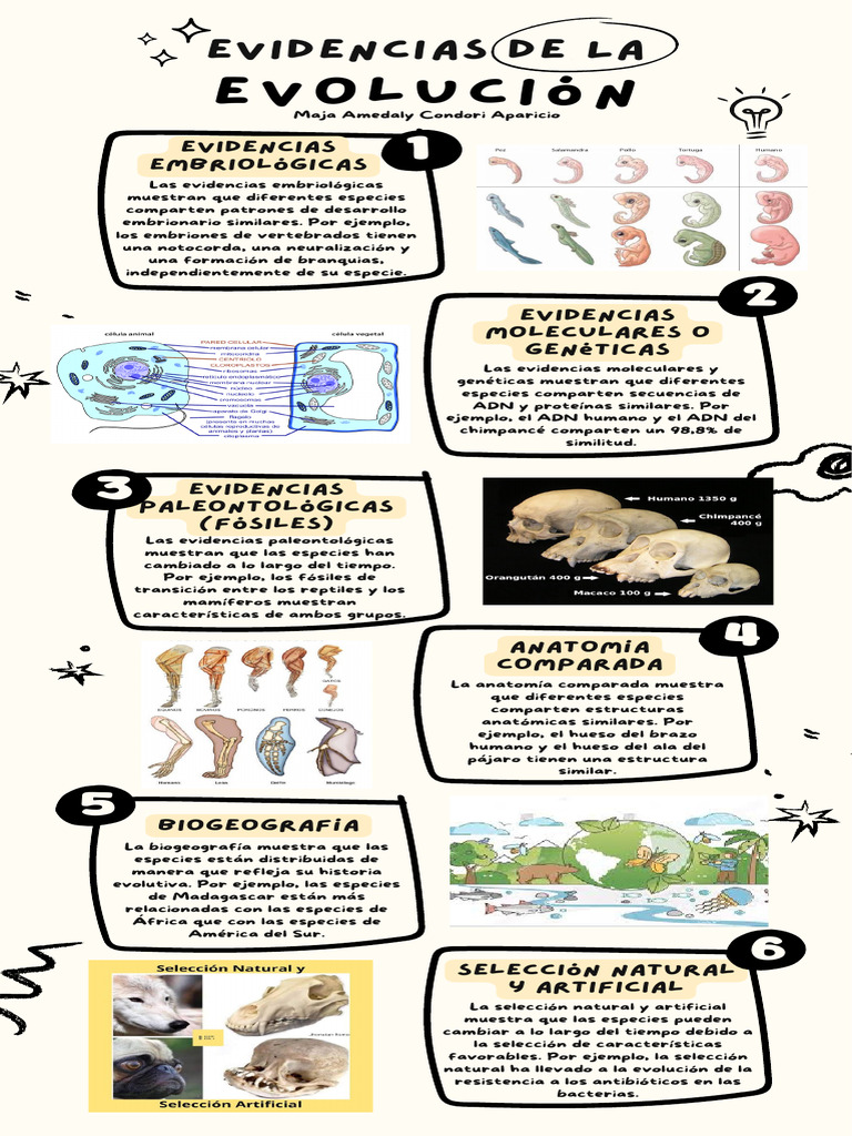 Evidencias de La Evolución - Infografía - 20241206 - 123052 - 0000 ...
