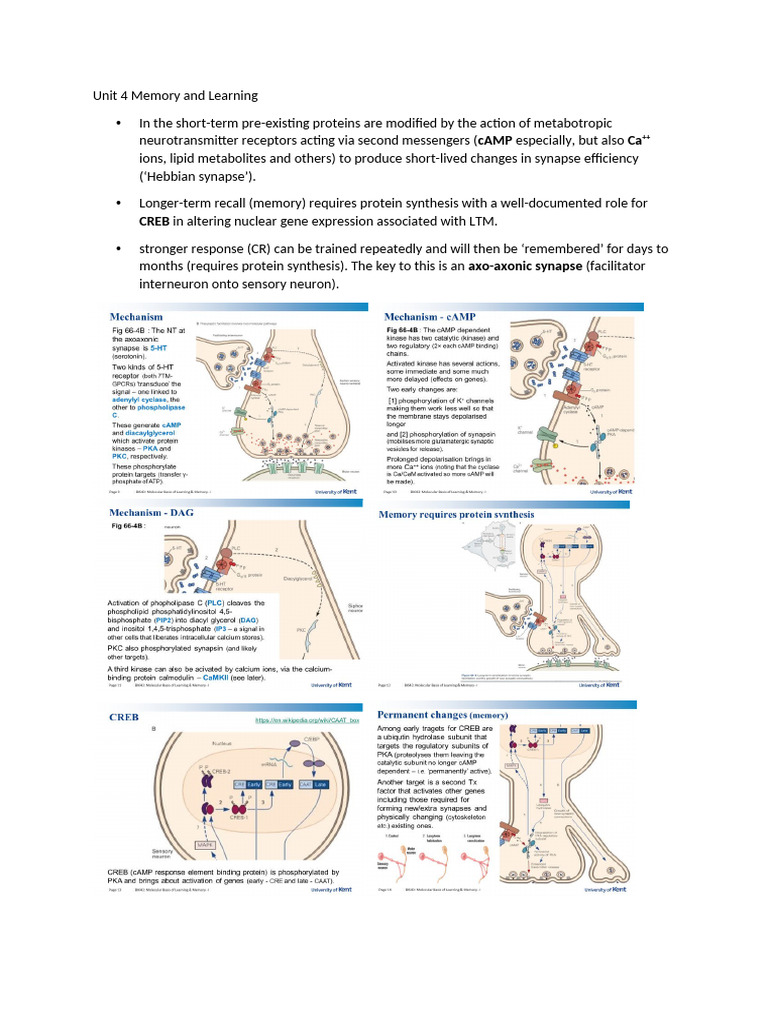 Unit 4 Memory and Learning | PDF