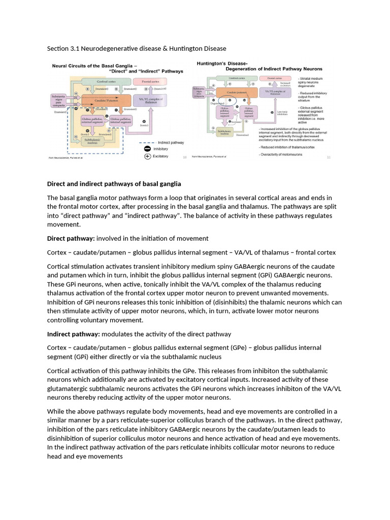 Huntington Disease: Pathways & Mechanisms | PDF | Basal Ganglia | Striatum