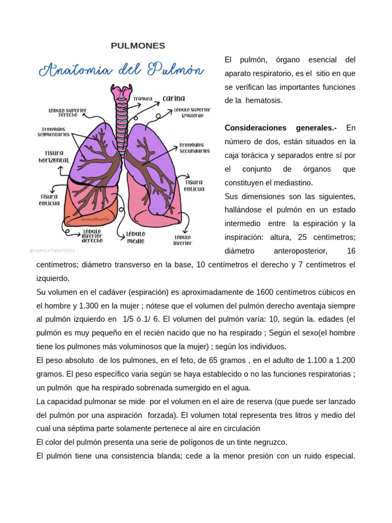 Anatomía y Funciones del Pulmón | PDF | Pulmón | Epitelio