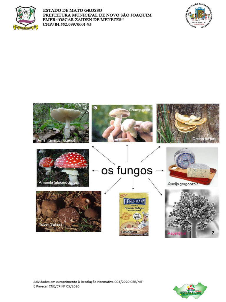 Reino Fungi 7 Ano Do Ensino Fundamental | PDF | Fungo | Reprodução