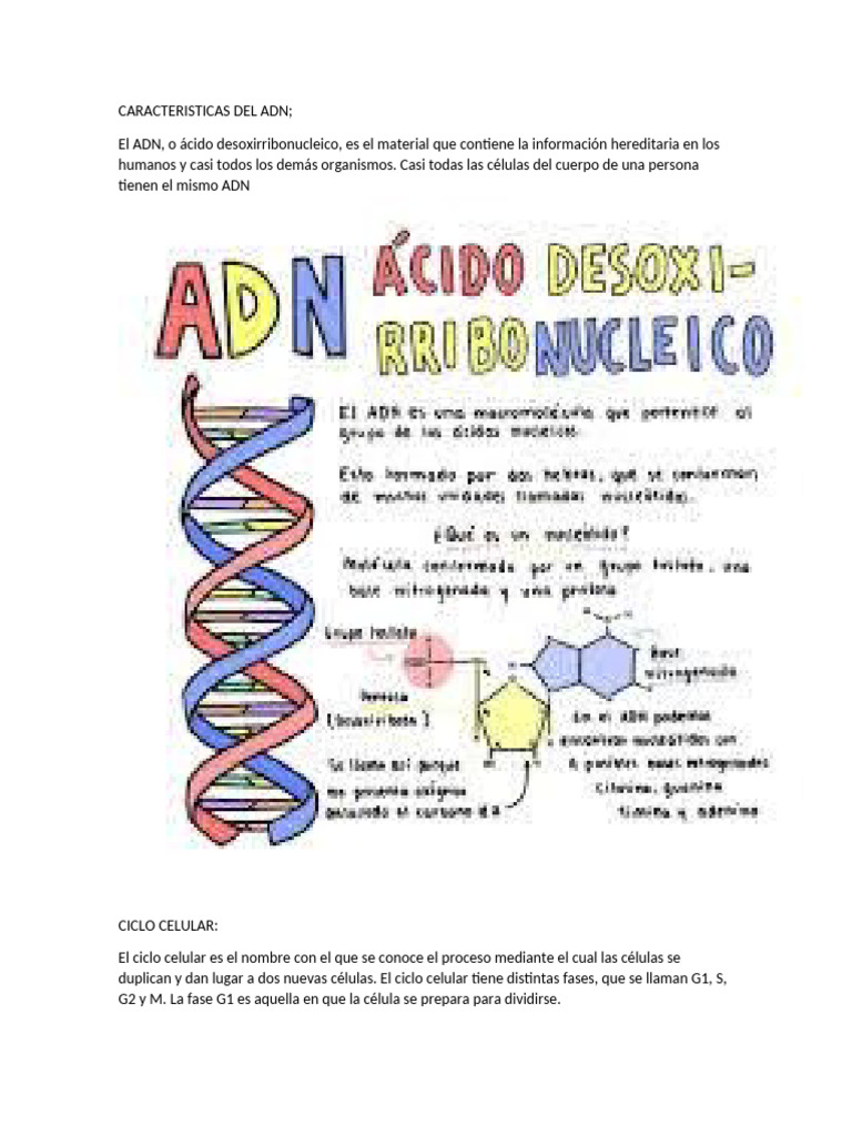 CARACTERISTICAS DEL ADN | PDF