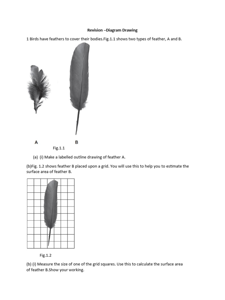 Biology Diagram Drawing Instructions | PDF | Plants