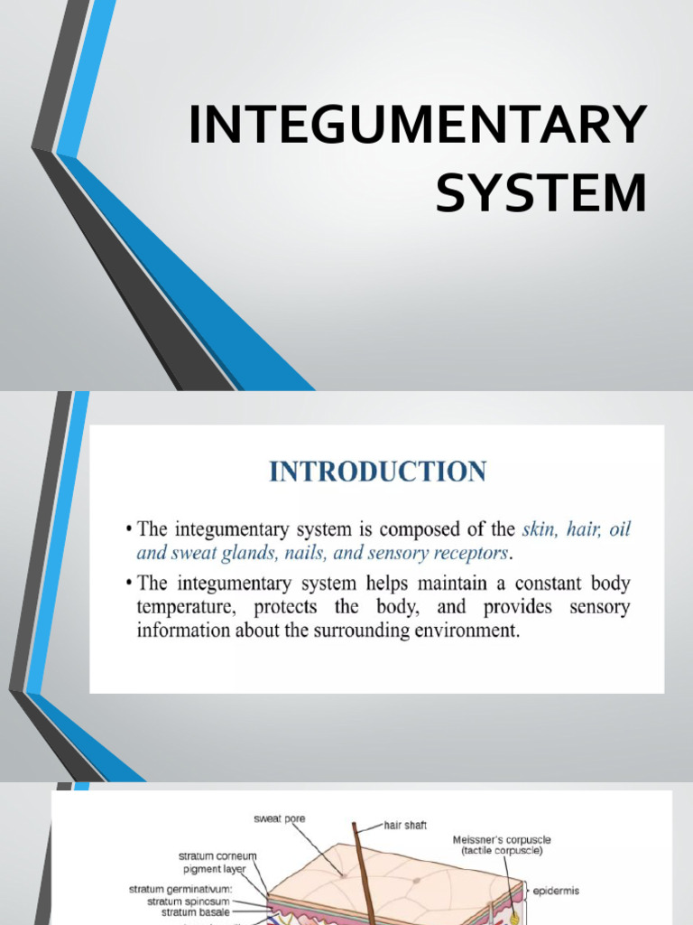 INTEGUMENTARY SYSTEM.pptx | PDF