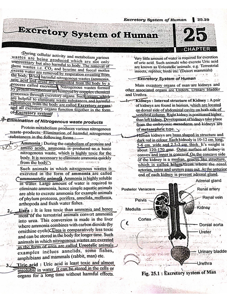 Excretory & Nervous System | PDF