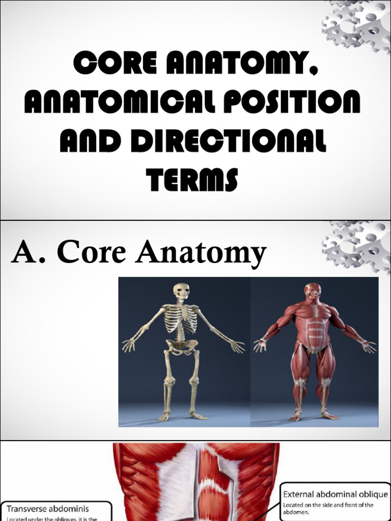 Core Anatomy and Directional Terms | PDF | Anatomical Terms Of Location ...