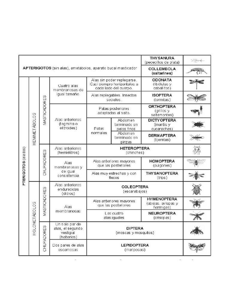 Principales Ordenes de Los Insectos | PDF | Insectos | Mosca