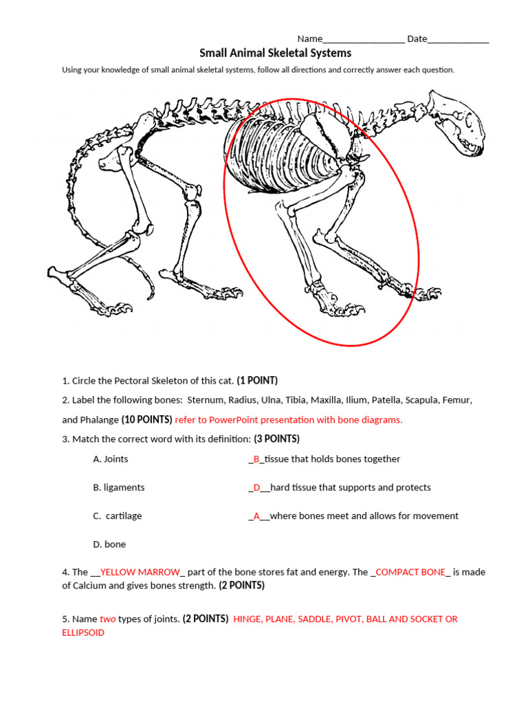 Small Animal Skeletal Systems Quiz KEY | PDF