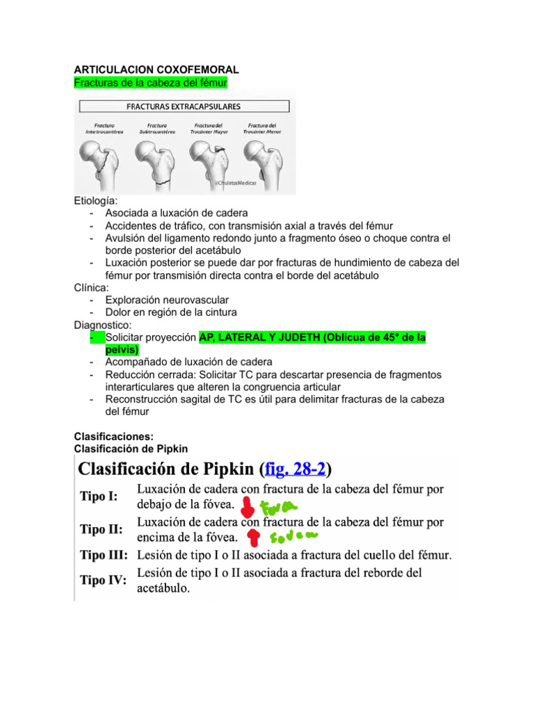 Articulacion Coxofemoral | PDF | Rodilla | Pelvis