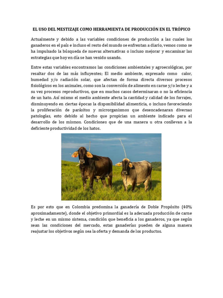 Mestizaje PARDO SUIZO X B. INDICUS | PDF | Carne