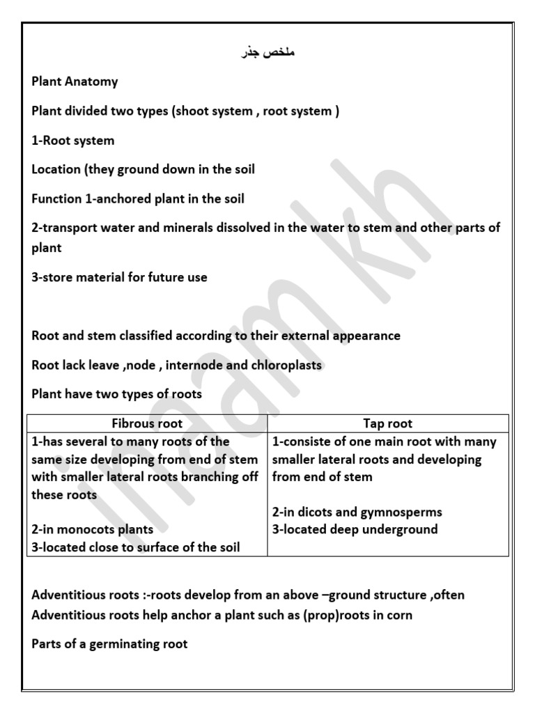 ملخص جذر⁩ | PDF | Plant Stem | Root