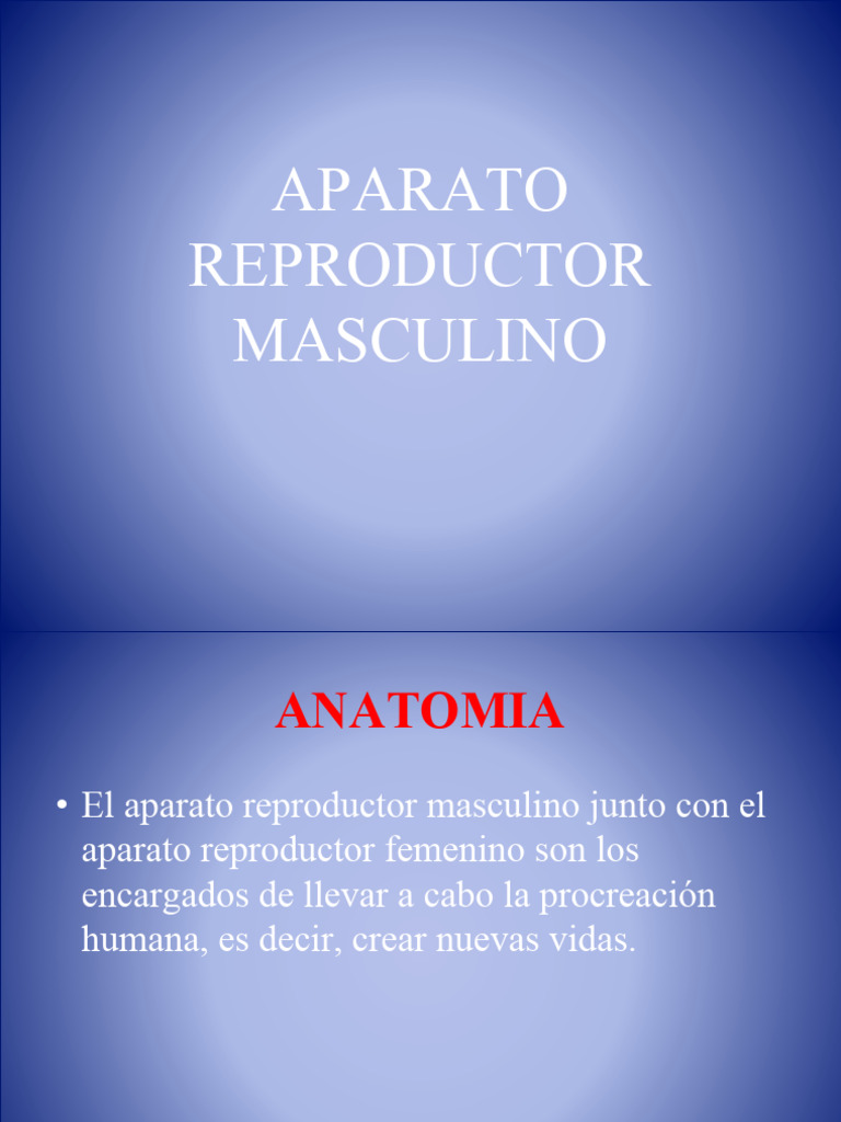 Anatomía del Aparato Reproductor Masculino | PDF