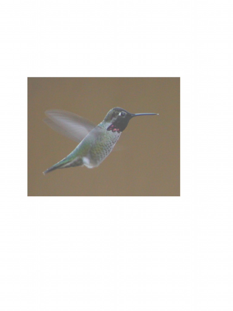 Calypte Anna - Prova - Português | PDF | Dor | Aves