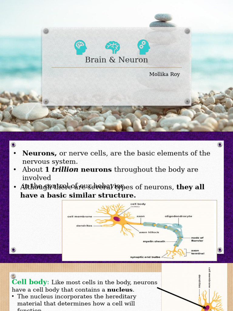 Brain & Neuron - MRo - Updated 2024 | PDF | Neuron | Axon