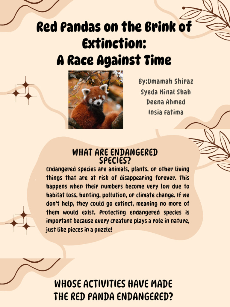 Red Pandas: Endangered Species Crisis | PDF | Endangered Species ...