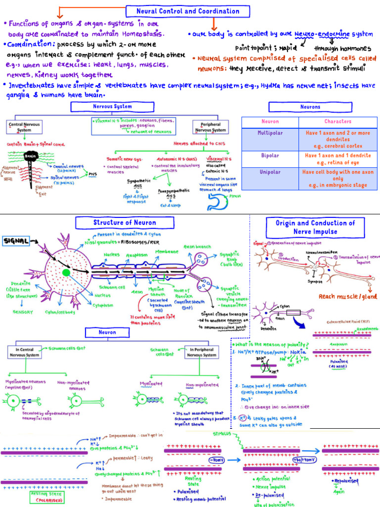 Neural Control and Nervous System Overview | PDF
