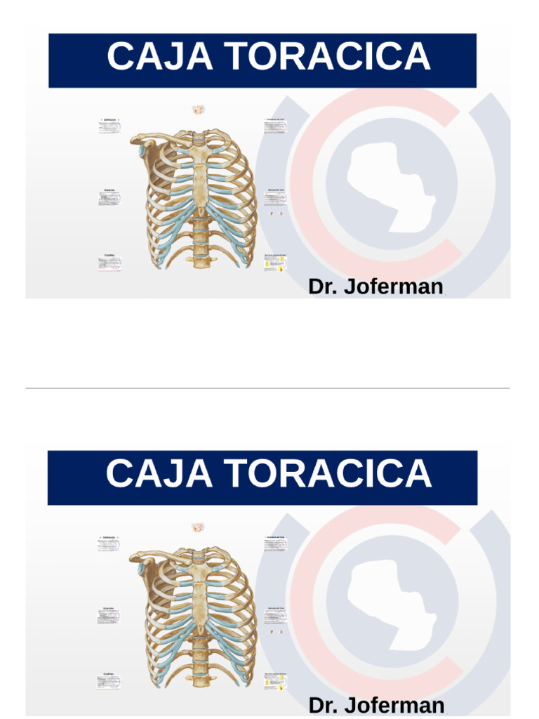 Caja Toraxica Anatomia | PDF