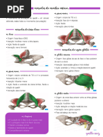 Musculos Quadril Tabela | PDF | Quadril | Anatomia dos membros inferiores