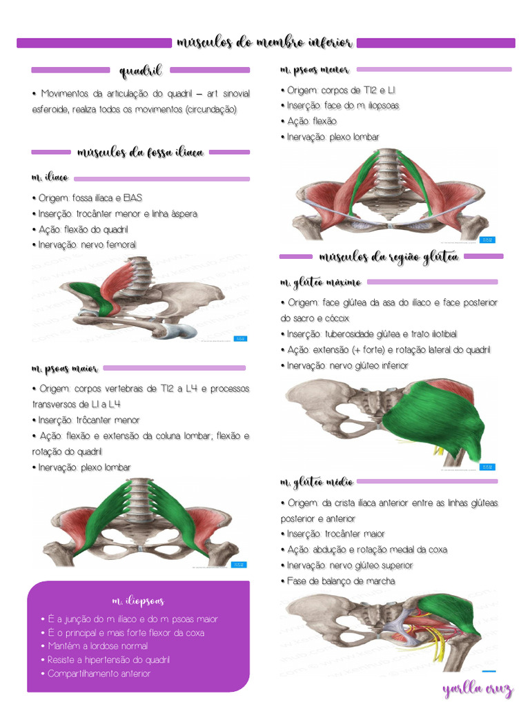 Anatomia - Resumo de Músculos Do Membro Inferior | PDF | Pé | Quadril