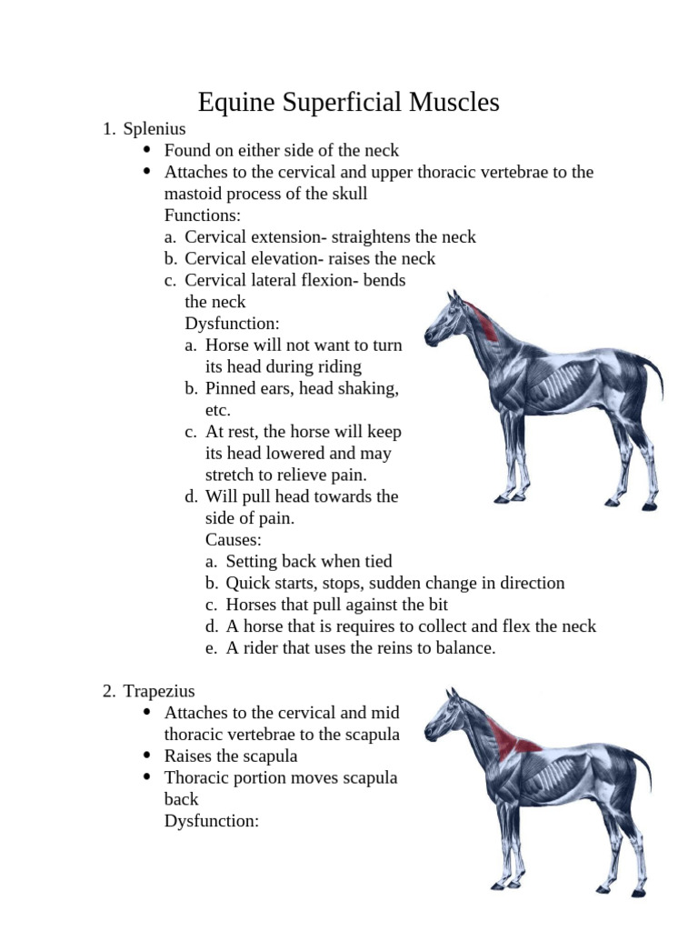 Overview of Equine Superficial Muscles | PDF | Anatomical Terms Of ...