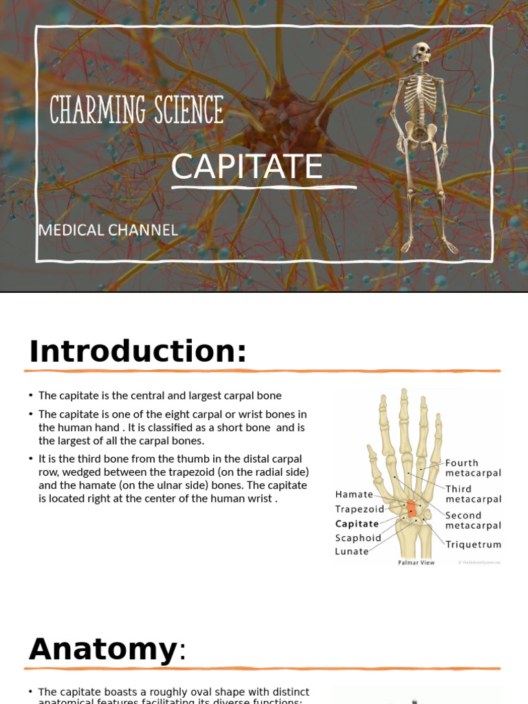 Capitate | PDF | Hand | Musculoskeletal System