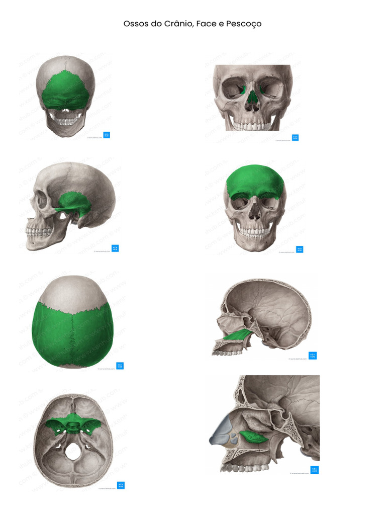 Ossos Do Crânio | PDF