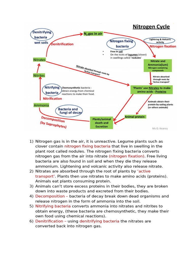 The Nitrogen Cycle | PDF