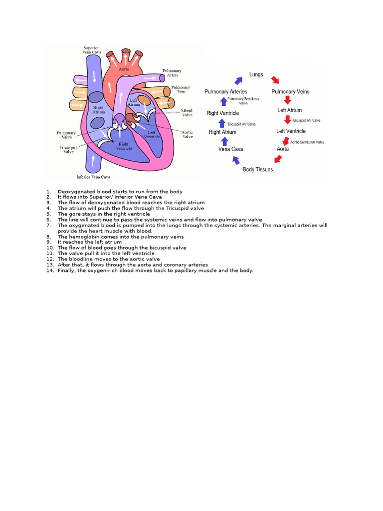 Blood Circulation Pathway Explained | PDF