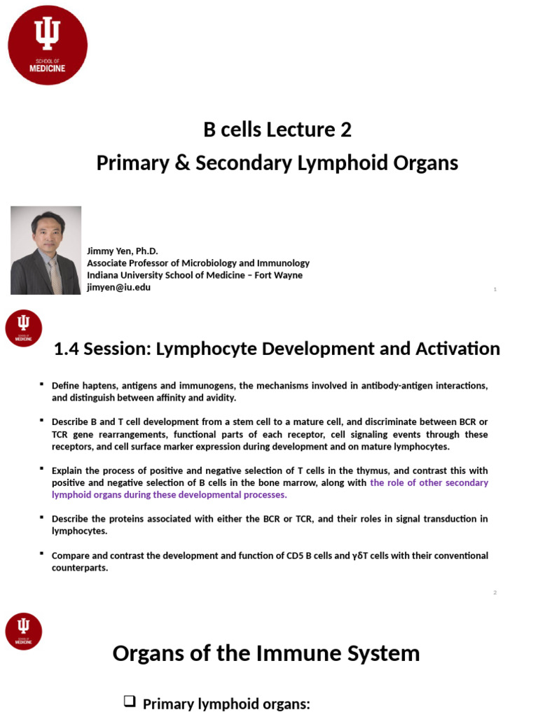 HD 1.4 B cells Lecture 2 - Primary and Secondary Lymphoid Organs - Tagged | PDF | Lymphatic ...