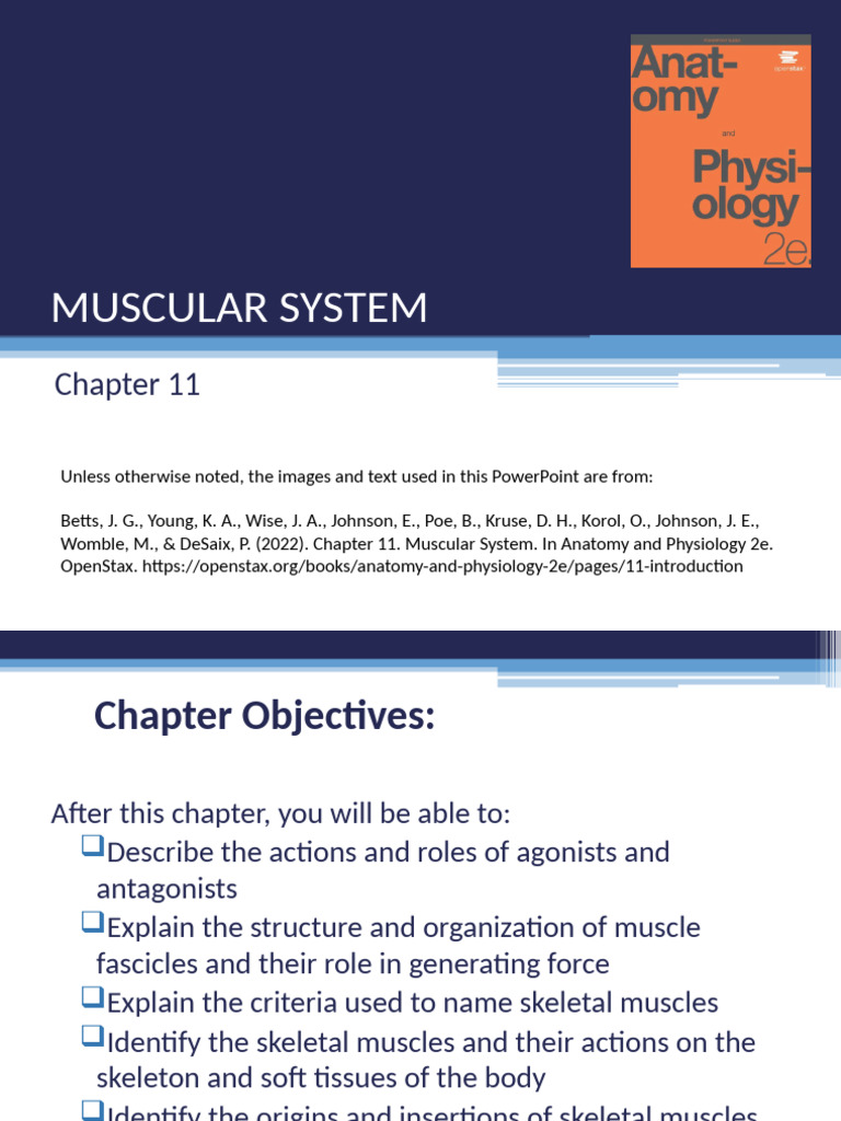 Chapter 11 - PPT - OpenStax 2021 | PDF | Skeletal Muscle | Limbs (Anatomy)
