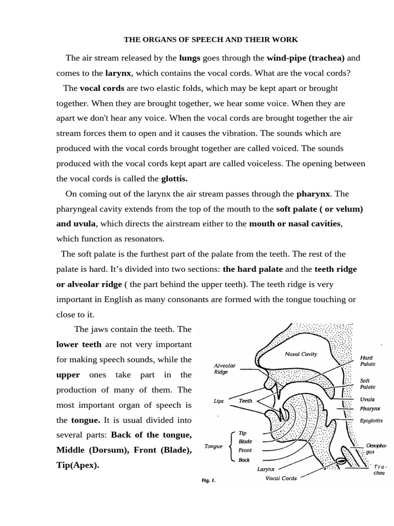 Understanding Speech Organs and Functions | PDF | Human Voice | Phonetics