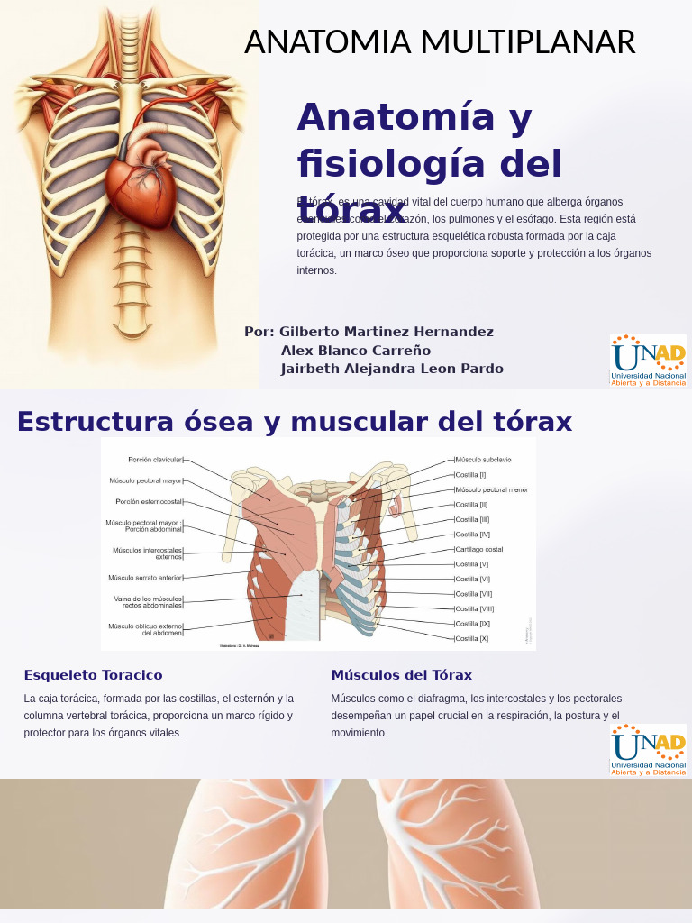 Anatomía del Tórax y Sistema Respiratorio | PDF | Pulmón | Tórax