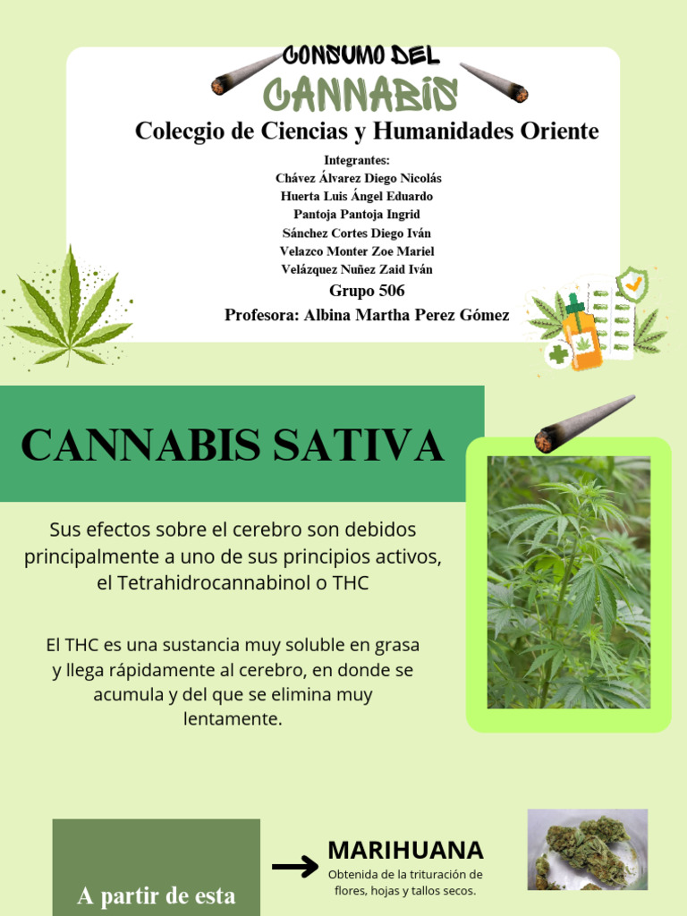 Cannabis | PDF | Cannabis (Droga) | Dopamina