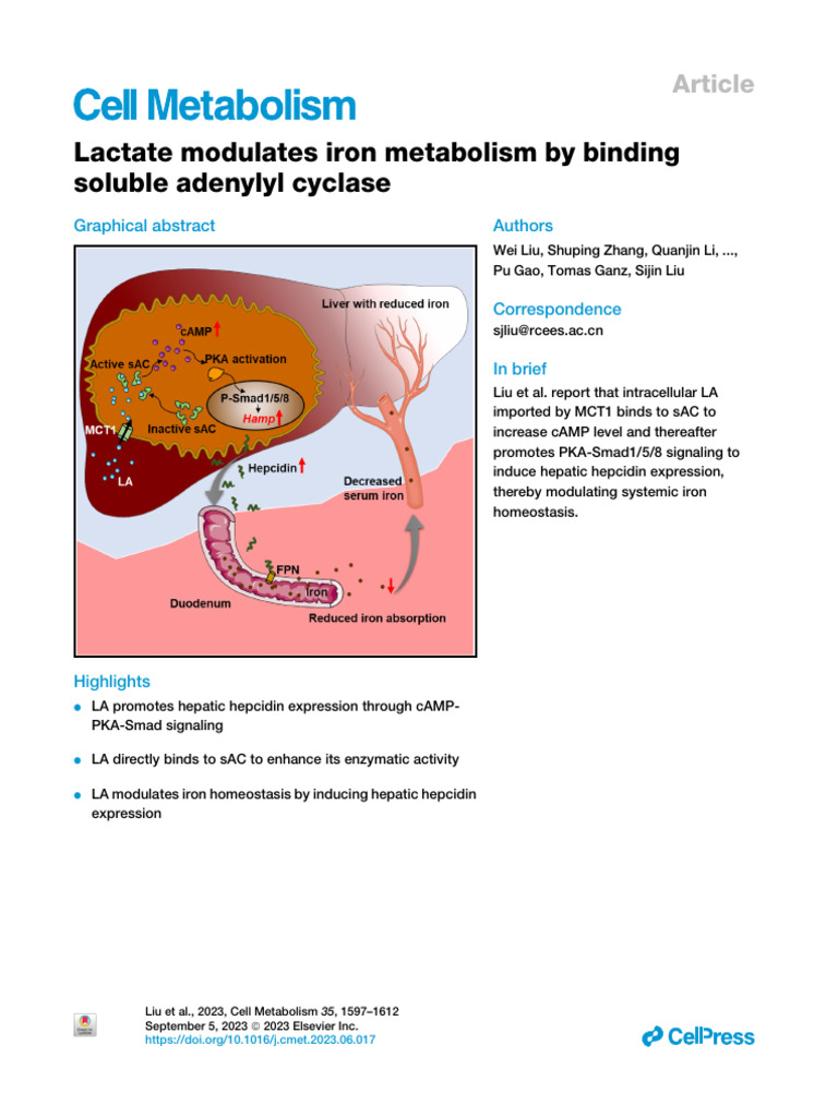 Lactate-modulates-iron-metabolism-by-binding-solub | PDF | Anemia ...