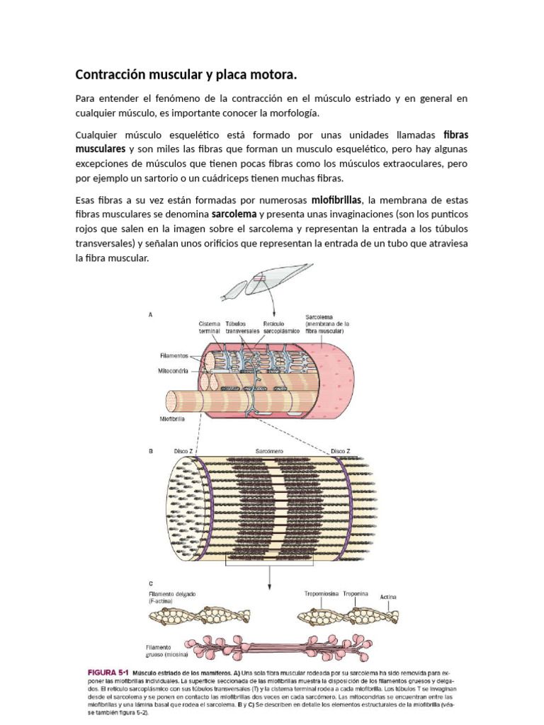 Contracción Muscular y Placa Motora | PDF | Músculo | Contracción muscular